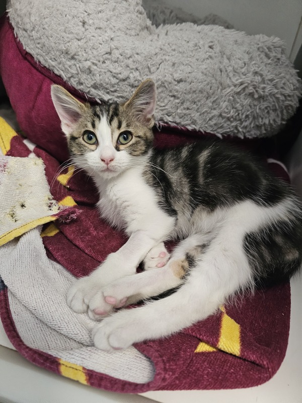 Merry - Male Domestic Short Hair (DSH) Cat in NSW - PetRescue