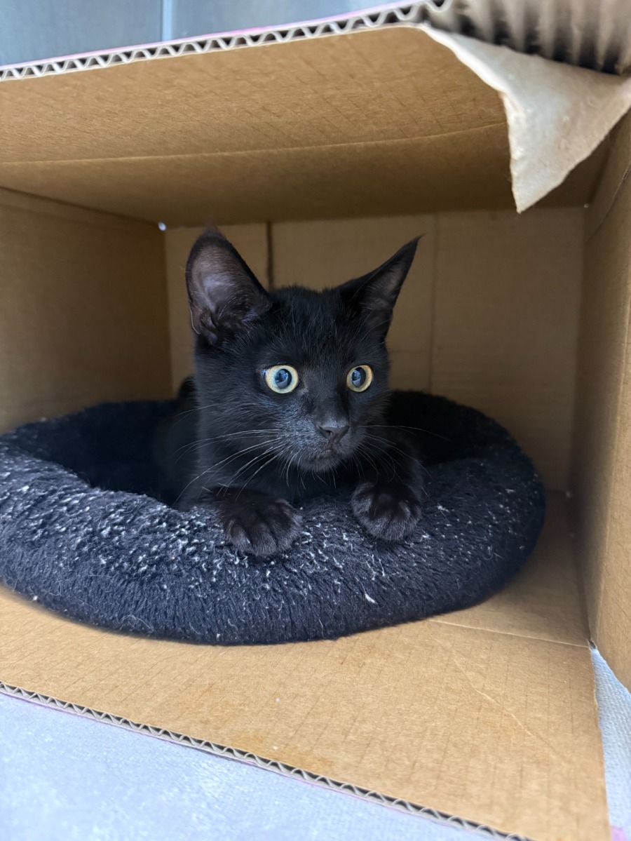 Pantha - Male Domestic Short Hair (DSH) Cat in NSW - PetRescue