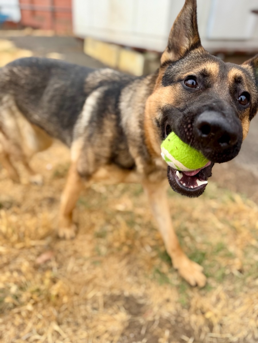 Draco - Large Male German Shepherd Dog Dog in VIC - PetRescue