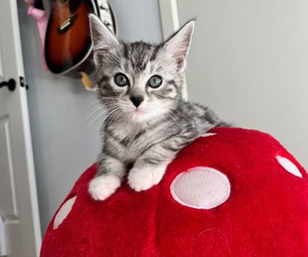 Shelly - Female Domestic Short Hair Mix Cat in VIC - PetRescue