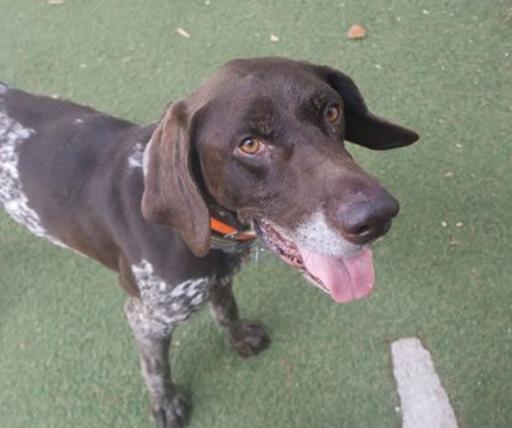 Hunter - Small Male German Shorthaired Pointer Mix Dog in VIC - PetRescue