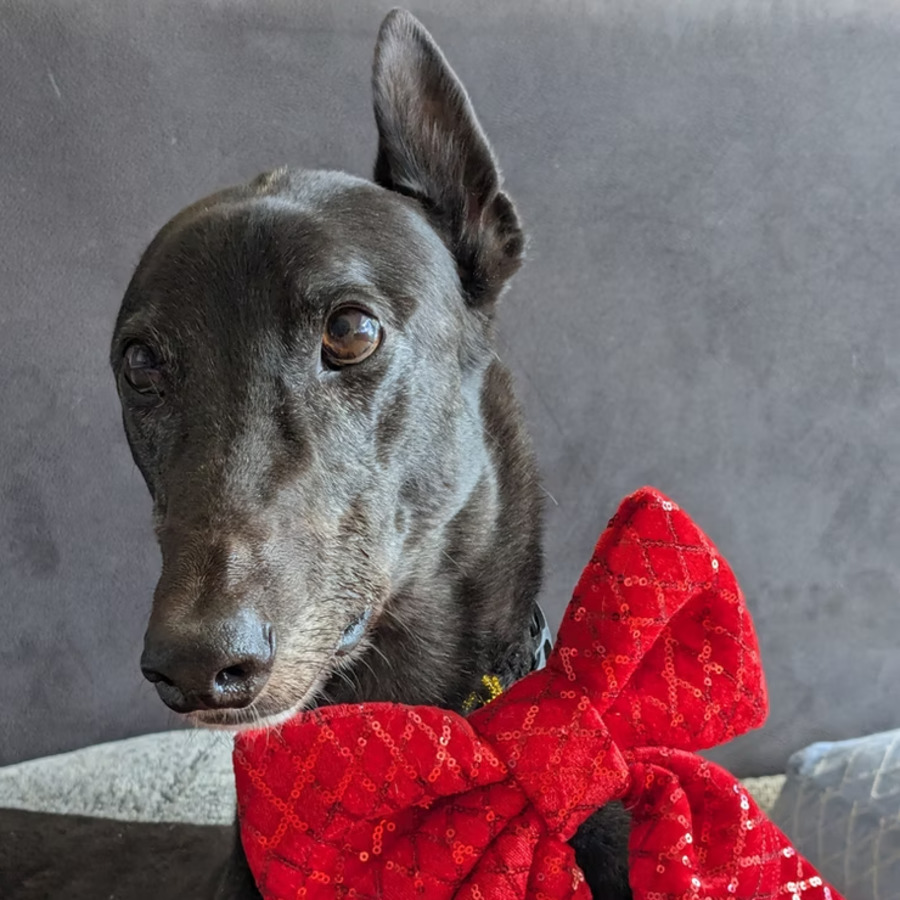 Jai - Large Male Greyhound Dog in VIC - PetRescue