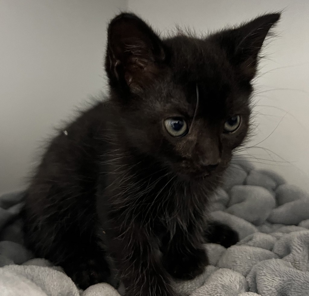 Kedi - Female Domestic Short Hair Mix Cat in QLD - PetRescue