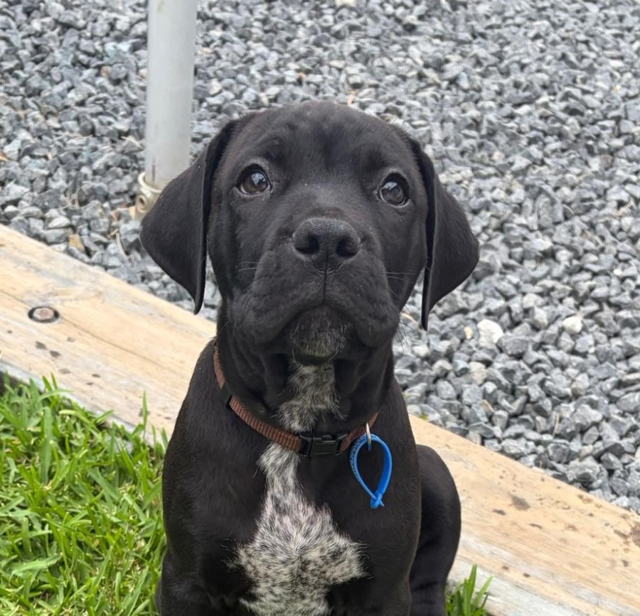 Fuji - Medium Male American Bulldog Mix Dog in QLD - PetRescue