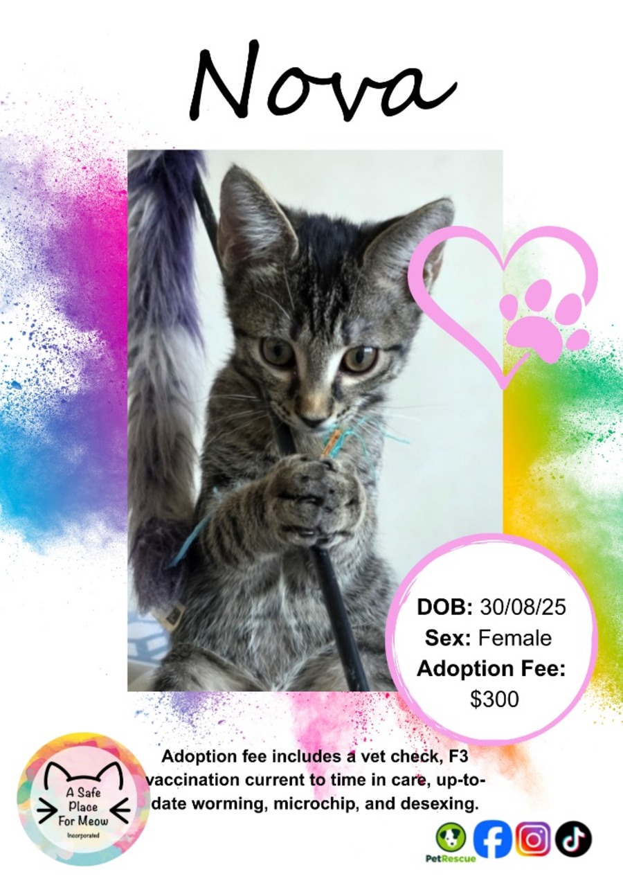 Nova - Female Domestic Short Hair (DSH) Cat in NT - PetRescue