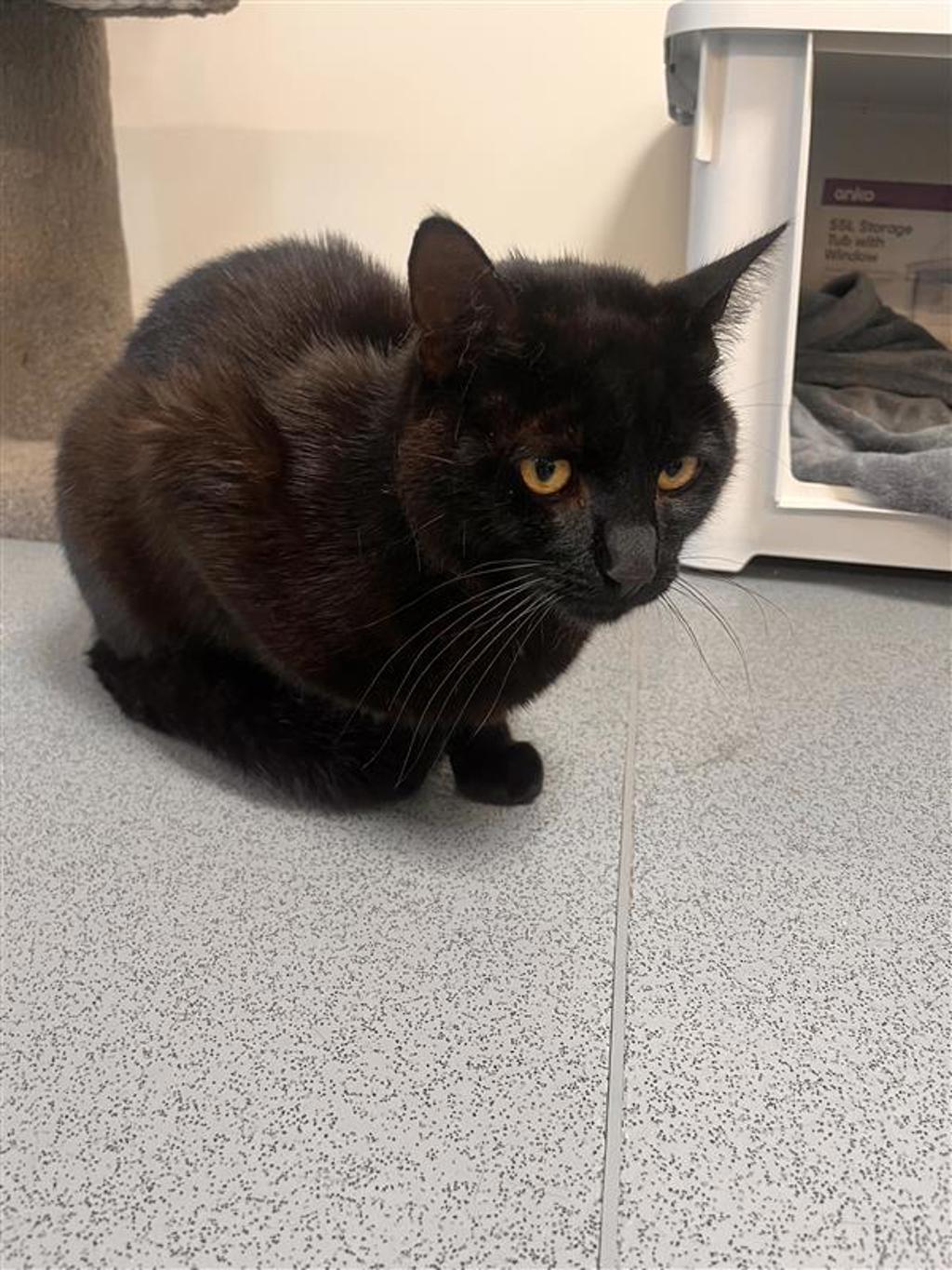 Lachlan - Male Domestic Short Hair Mix Cat in VIC - PetRescue