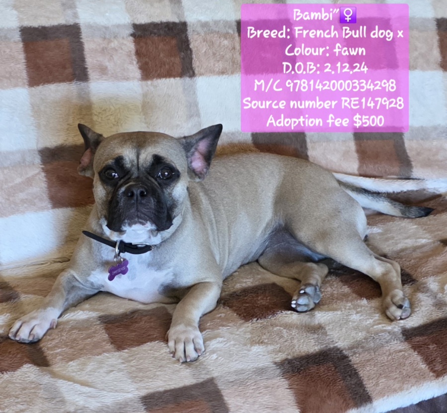 Bambi - Small Female French Bulldog Mix Dog in VIC - PetRescue