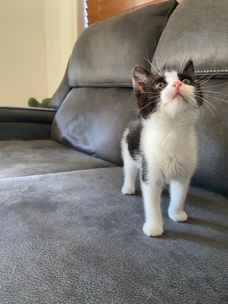 Maddison - Female Dsh Mix Cat in VIC - PetRescue