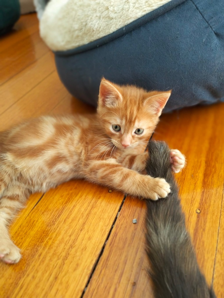 🧡 G A R Y 🧡 - Male Domestic Short Hair (DSH) Cat in VIC - PetRescue