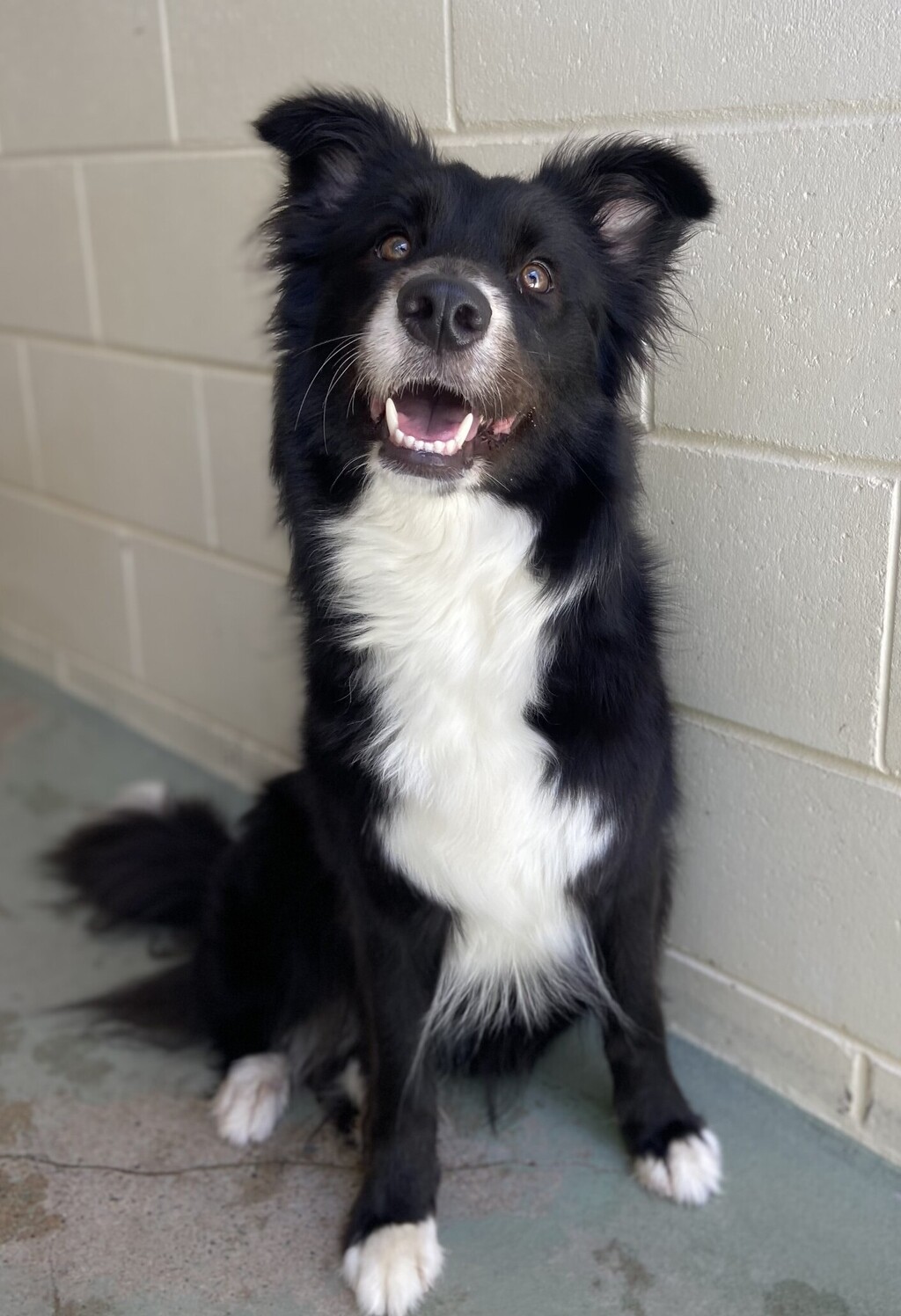 Sunny - Medium Female Border Collie Mix Dog in QLD - PetRescue