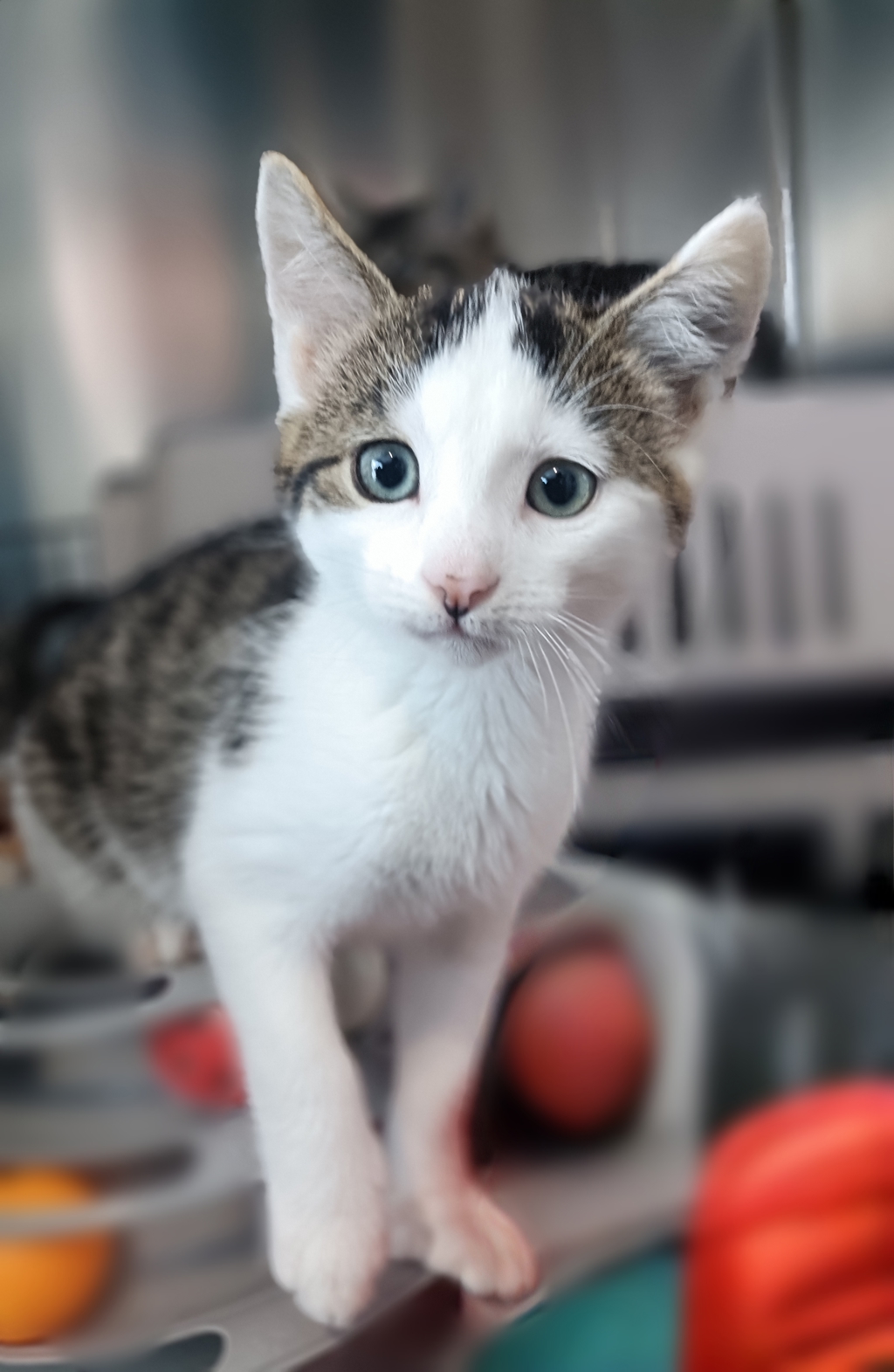 Rob - Male Domestic Short Hair Mix Cat in TAS - PetRescue