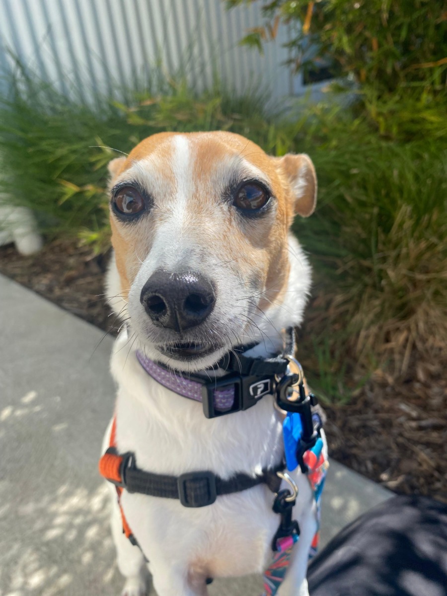 Petal - Small Female Jack Russell Terrier Dog in VIC - PetRescue