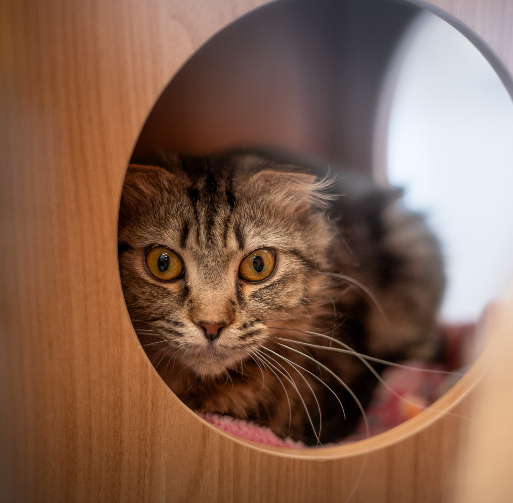 Dior - Female Domestic Medium Hair x Scottish Fold Mix Cat in VIC ...