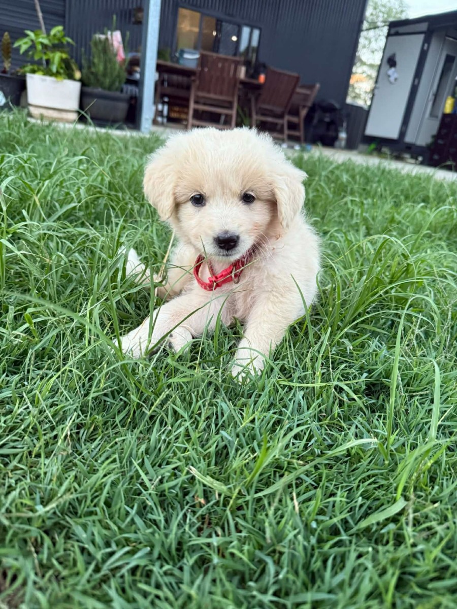 Bean - Medium Female Maremma Sheepdog x Border Collie Dog in QLD ...