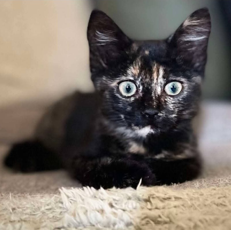 Treacle - Female Domestic Short Hair (DSH) Mix Cat in WA - PetRescue