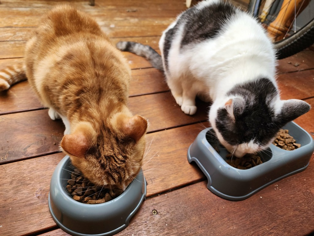 Char / Mia - Female Domestic Short Hair (DSH) Mix Cat in VIC - PetRescue