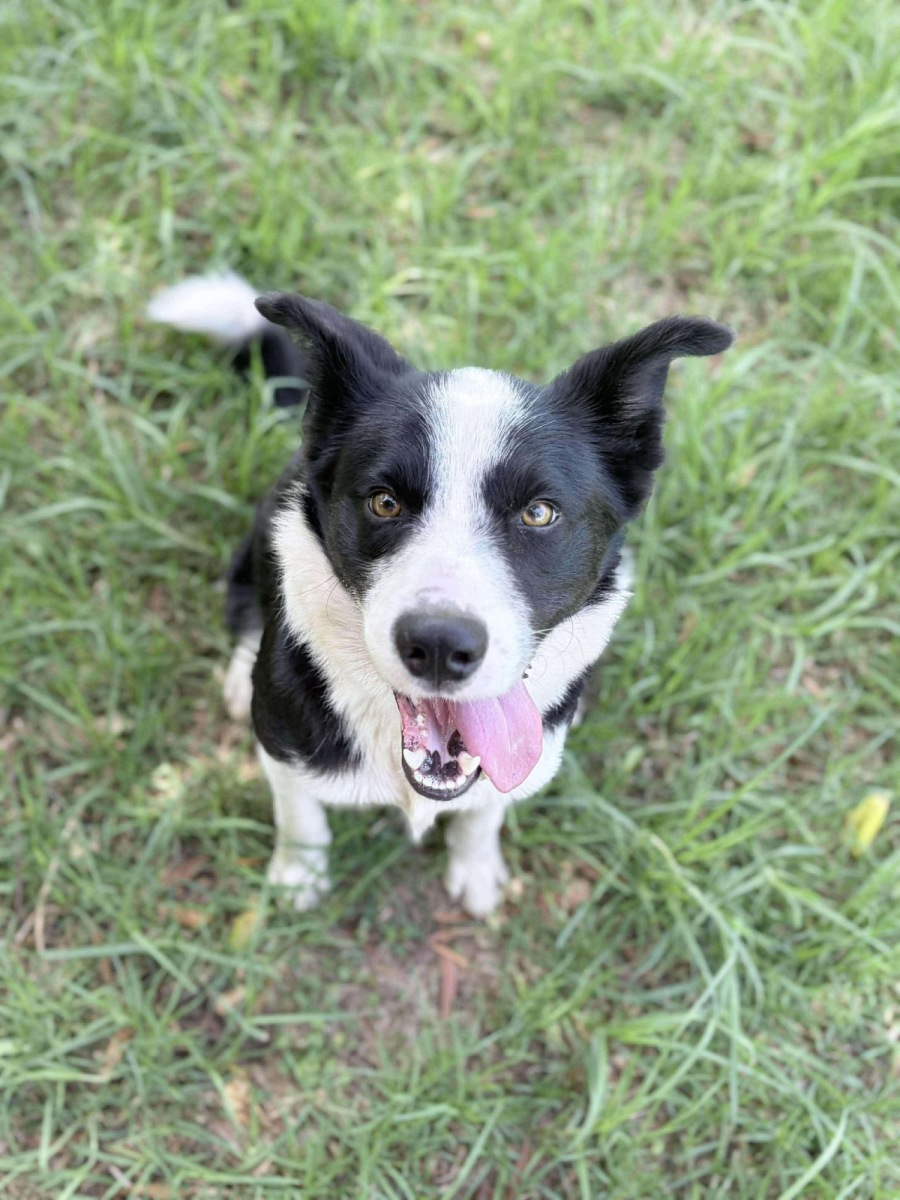 Leo - Medium Male Border Collie Mix Dog in QLD - PetRescue