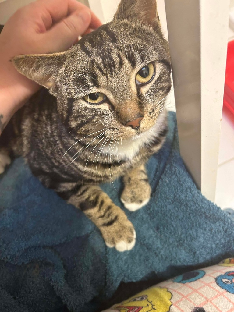 Mr Smoochy - Male Domestic Short Hair (DSH) Mix Cat in VIC - PetRescue