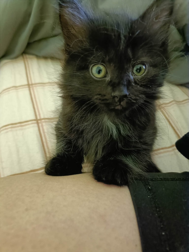 Penguin - Female Domestic Short Hair (DSH) Mix Cat in VIC - PetRescue