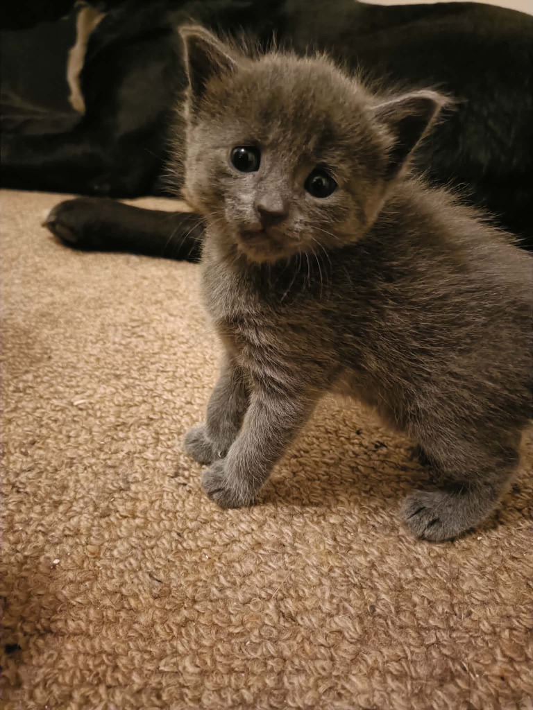 Pigeon - Female Domestic Short Hair (DSH) Mix Cat in VIC - PetRescue