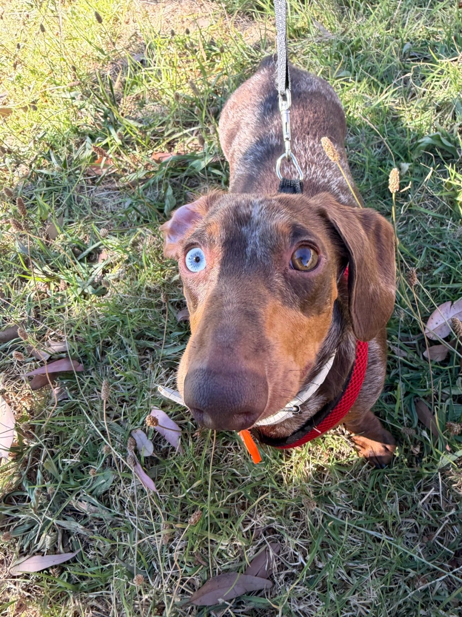 Winston - Small Male Dachshund Dog in VIC - PetRescue