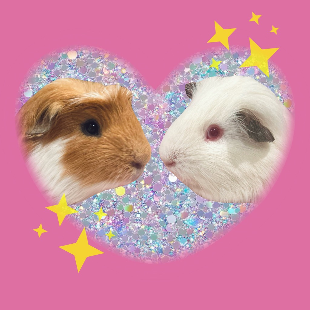 Helmet / Earmuff - Male Short-hair Crested Guinea Pig in VIC - PetRescue