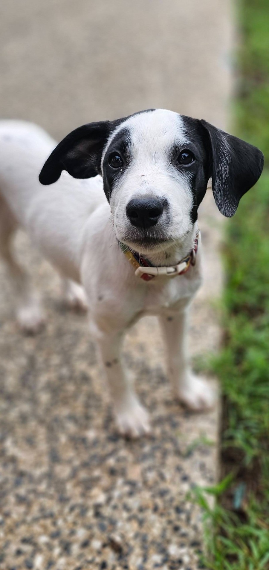 Zippa - Medium Female Border Collie Mix Dog in QLD - PetRescue