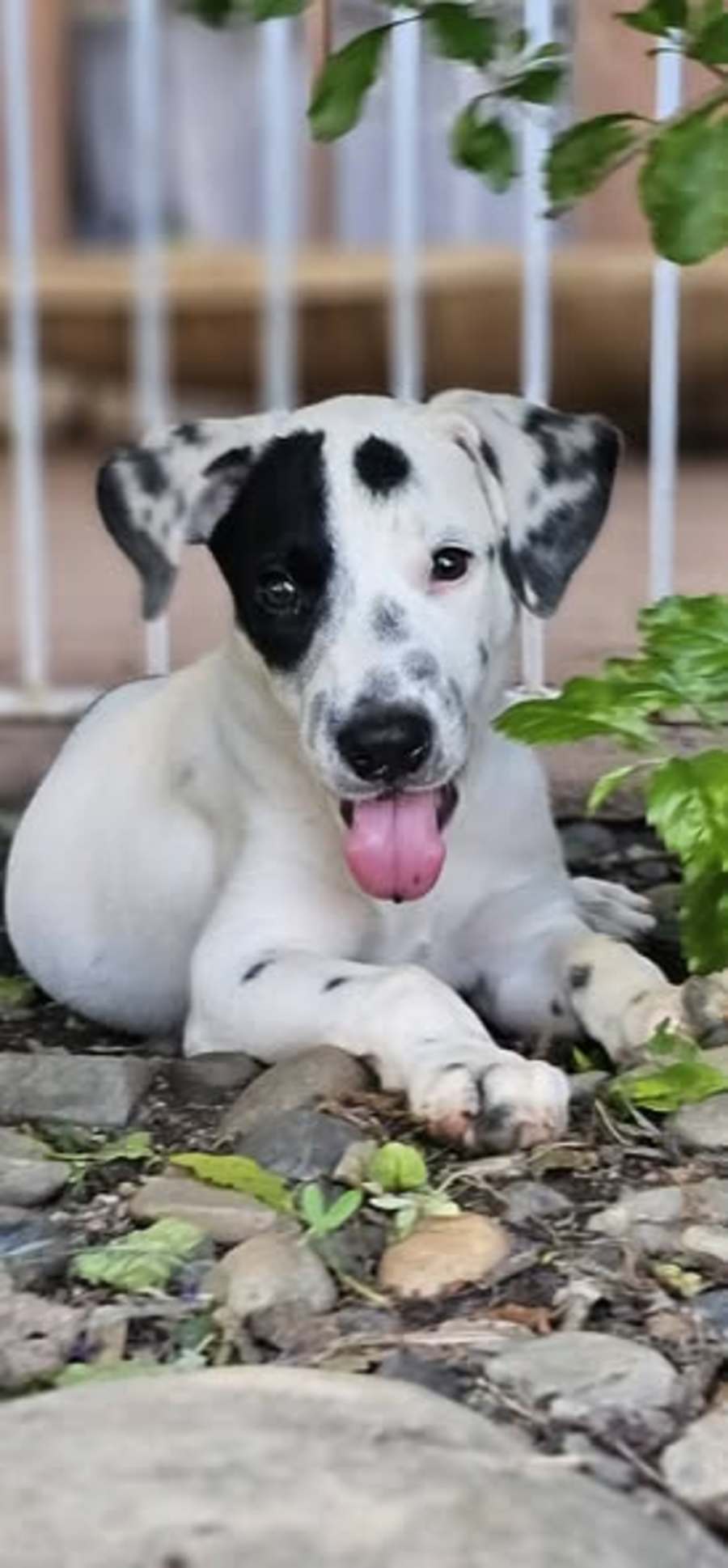 Donut - Medium Female Border Collie Mix Dog in QLD - PetRescue