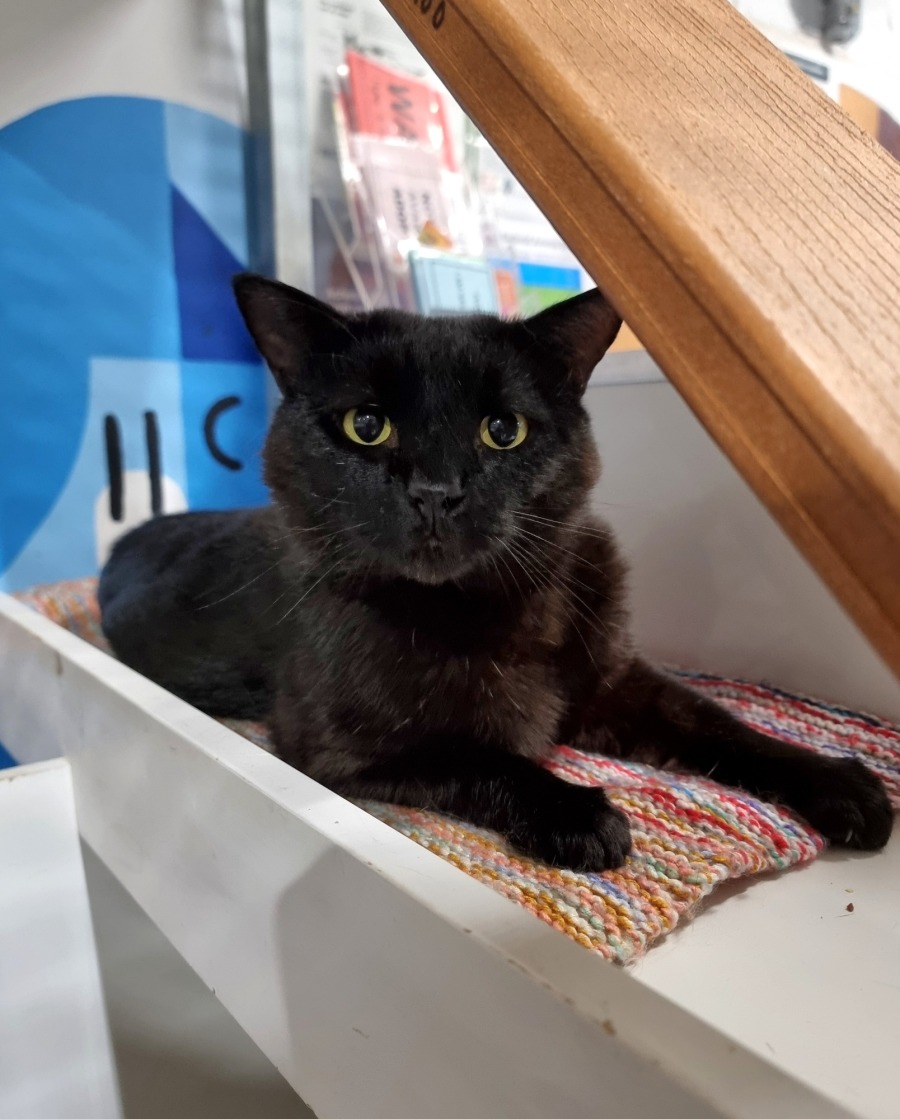 Baloo - Male Domestic Short Hair (DSH) Cat in VIC - PetRescue