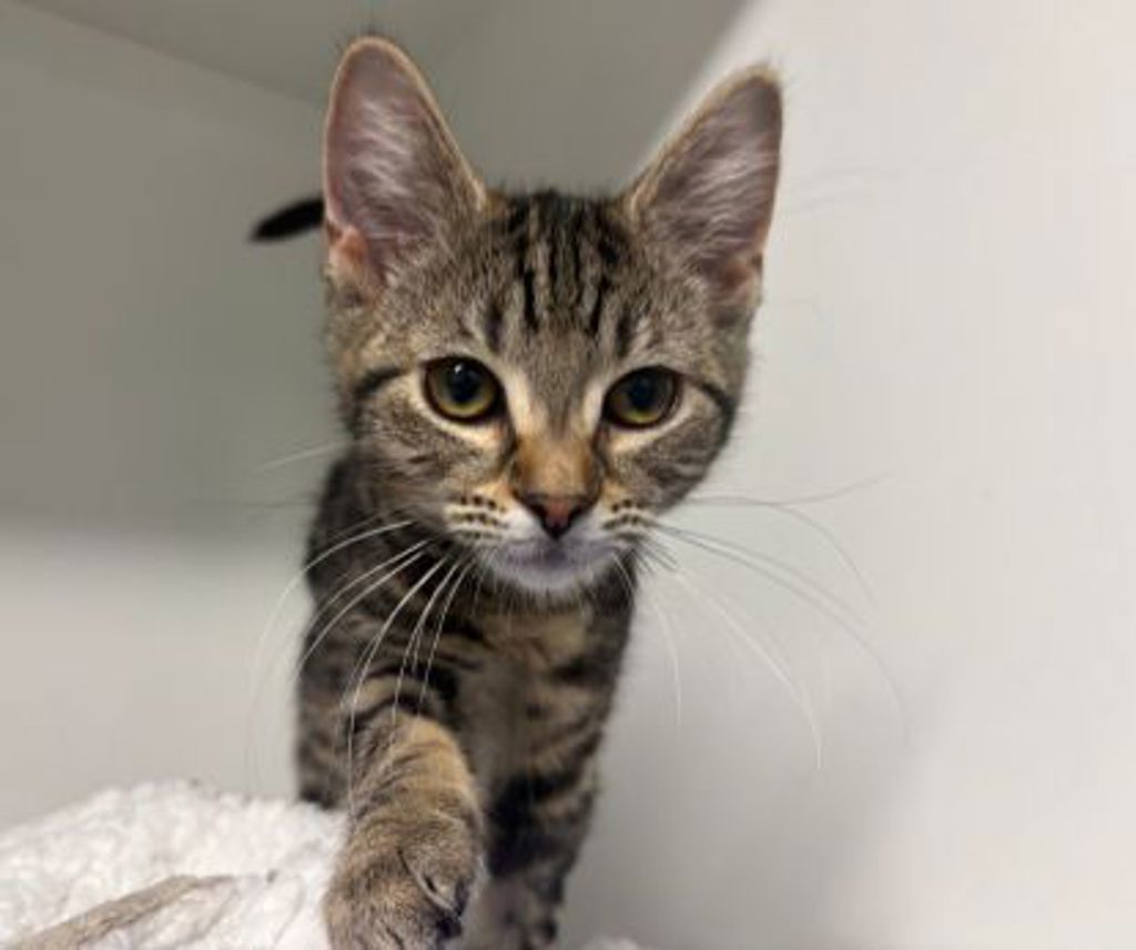 Periwinkle - Female Domestic Short Hair Mix Cat in VIC - PetRescue