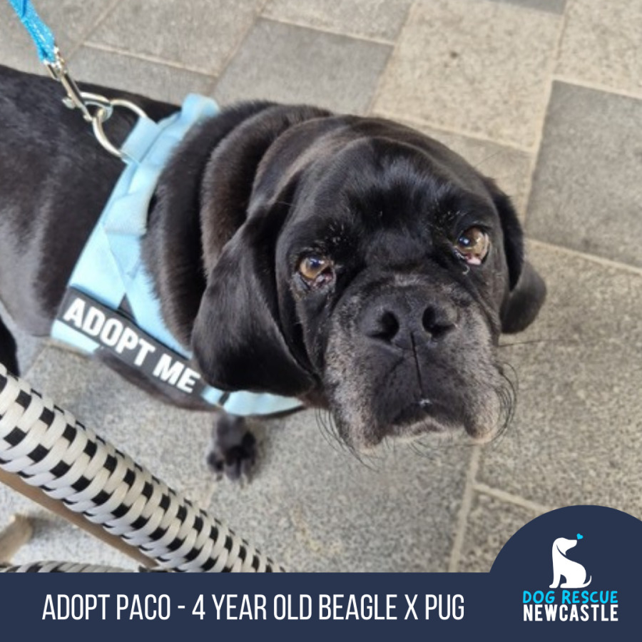 Paco - 4 Year Old Puggle - Medium Male Beagle x Pug Dog in NSW - PetRescue