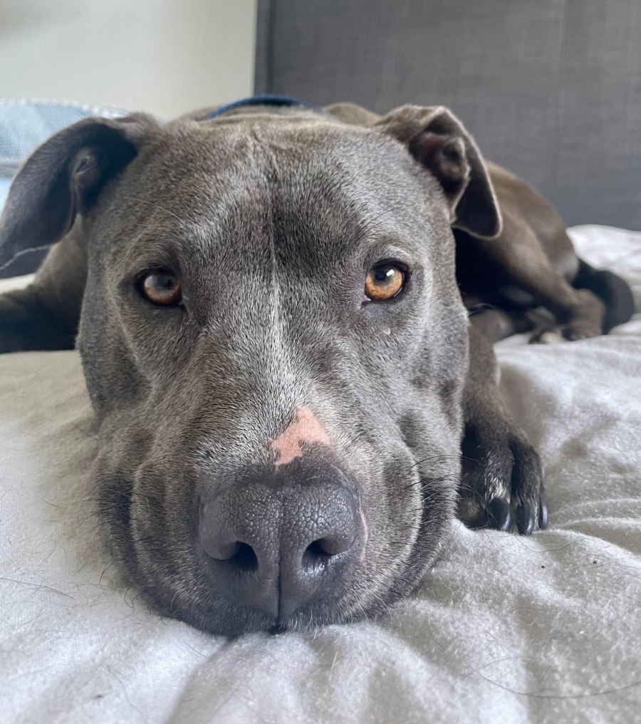 Prince Fiyero - Medium Male American Staffordshire Terrier Mix Dog in ...