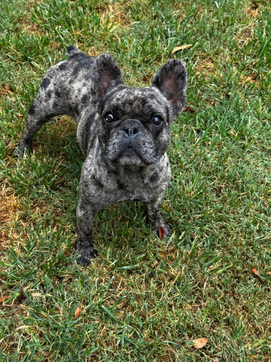 Evie - Small Female French Bulldog Dog in QLD - PetRescue