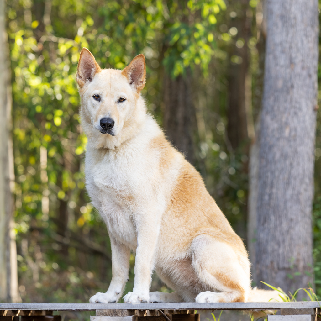 Millie - Large Female Shepherd Mix Dog in QLD - PetRescue