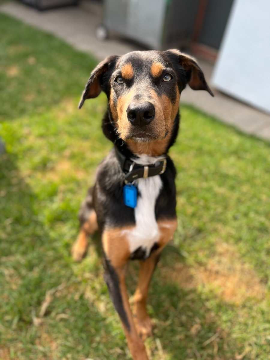 Scout - Medium Male Australian Kelpie Dog in VIC - PetRescue