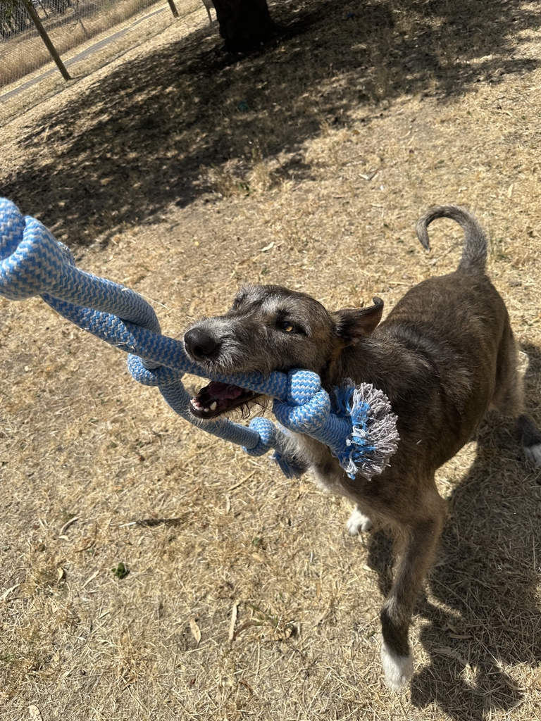 Ringo - Large Male Staghound Mix Dog in VIC - PetRescue