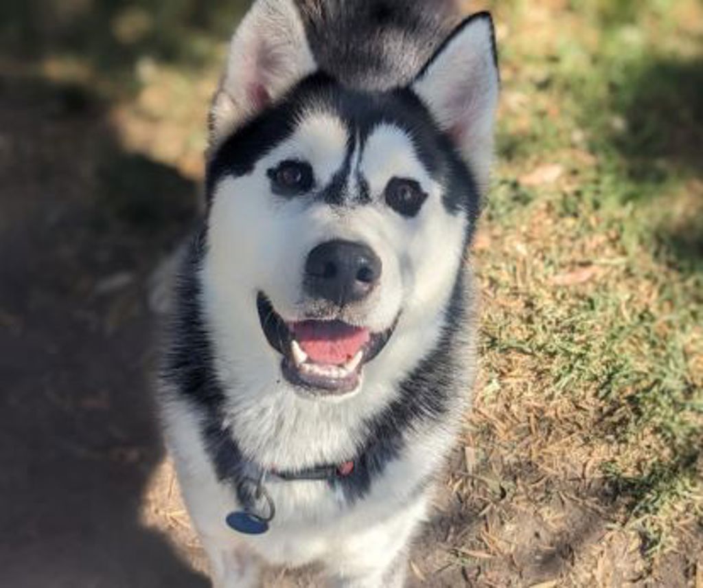 Ryder - Medium Male Siberian Husky Mix Dog in VIC - PetRescue