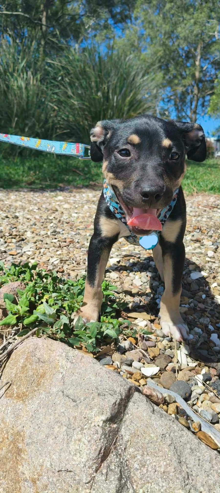 Scooby - Large Male Australian Kelpie x Staffordshire Bull Terrier Mix ...