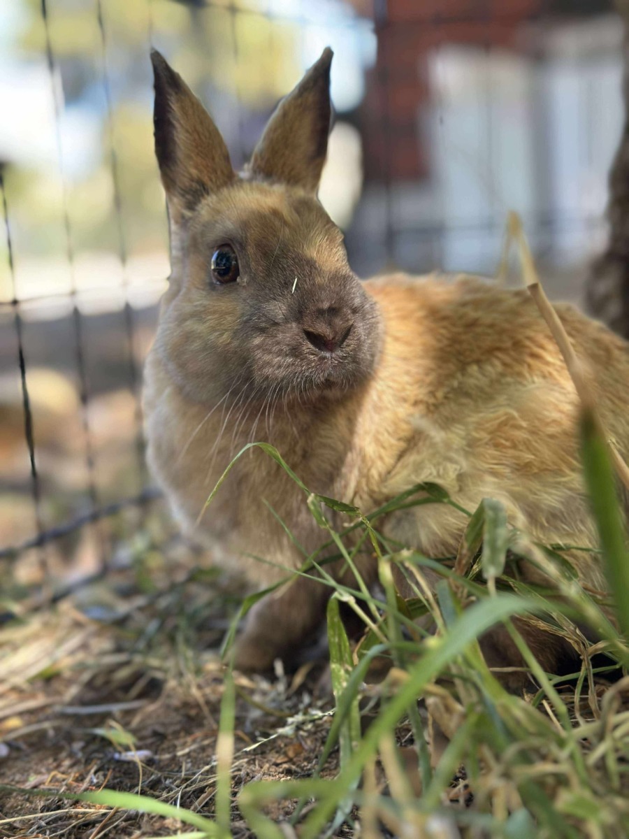 Mr Crumb - Male Netherland Dwarf Rabbit in VIC - PetRescue