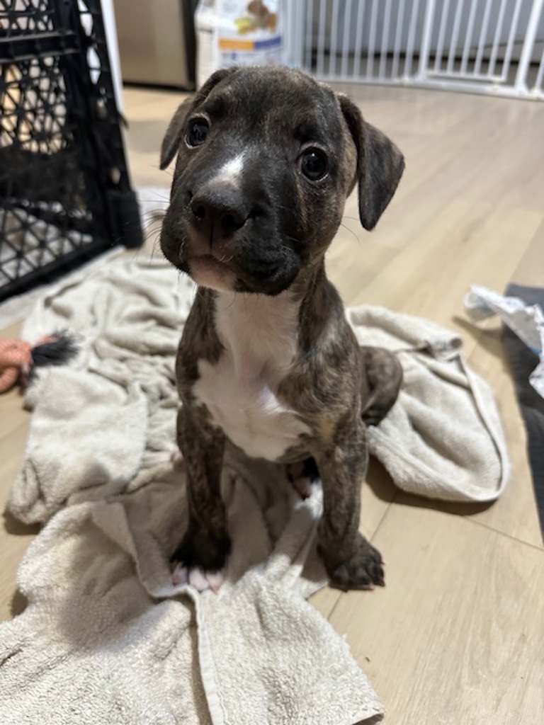 Charlie - Large Male Rottweiler x American Staffy Mix Dog in VIC ...