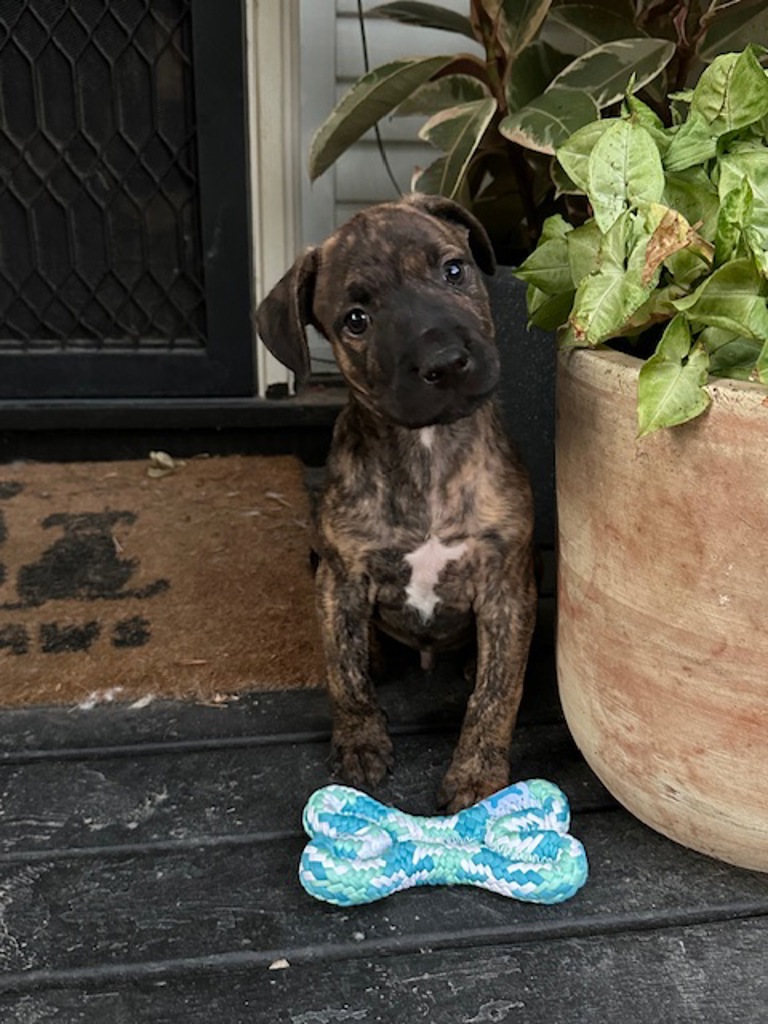 Marlo - Large Male Rottweiler x American Staffy Mix Dog in VIC - PetRescue