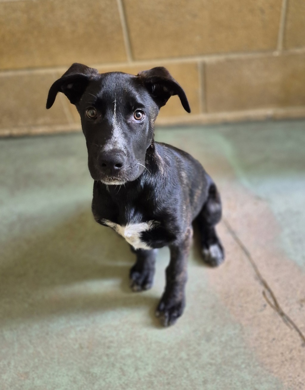 Sirius - Large Male German Shepherd Mix Dog in QLD - PetRescue