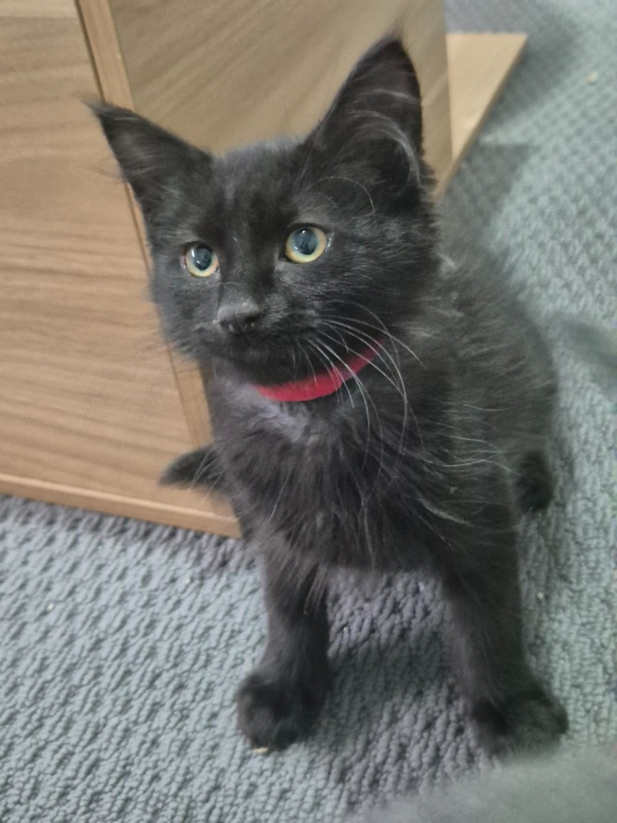 Grumple Puss - Male Domestic Short Hair (DSH) Cat in VIC - PetRescue