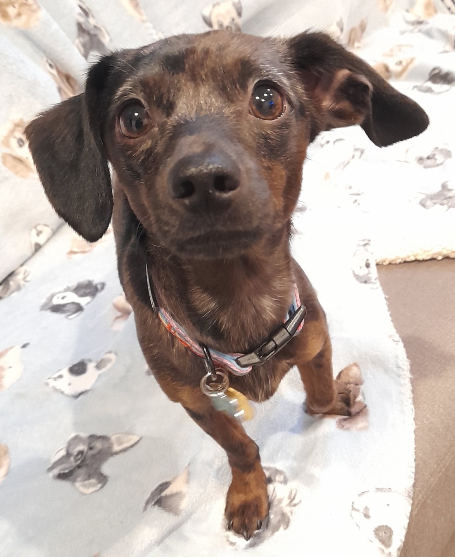 Jota - Small Male Dachshund x Pomeranian Mix Dog in VIC - PetRescue