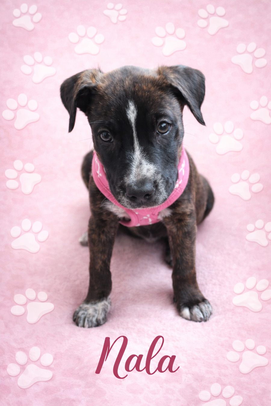 Nala - Medium Female Mixed breed Mix Dog in NSW - PetRescue