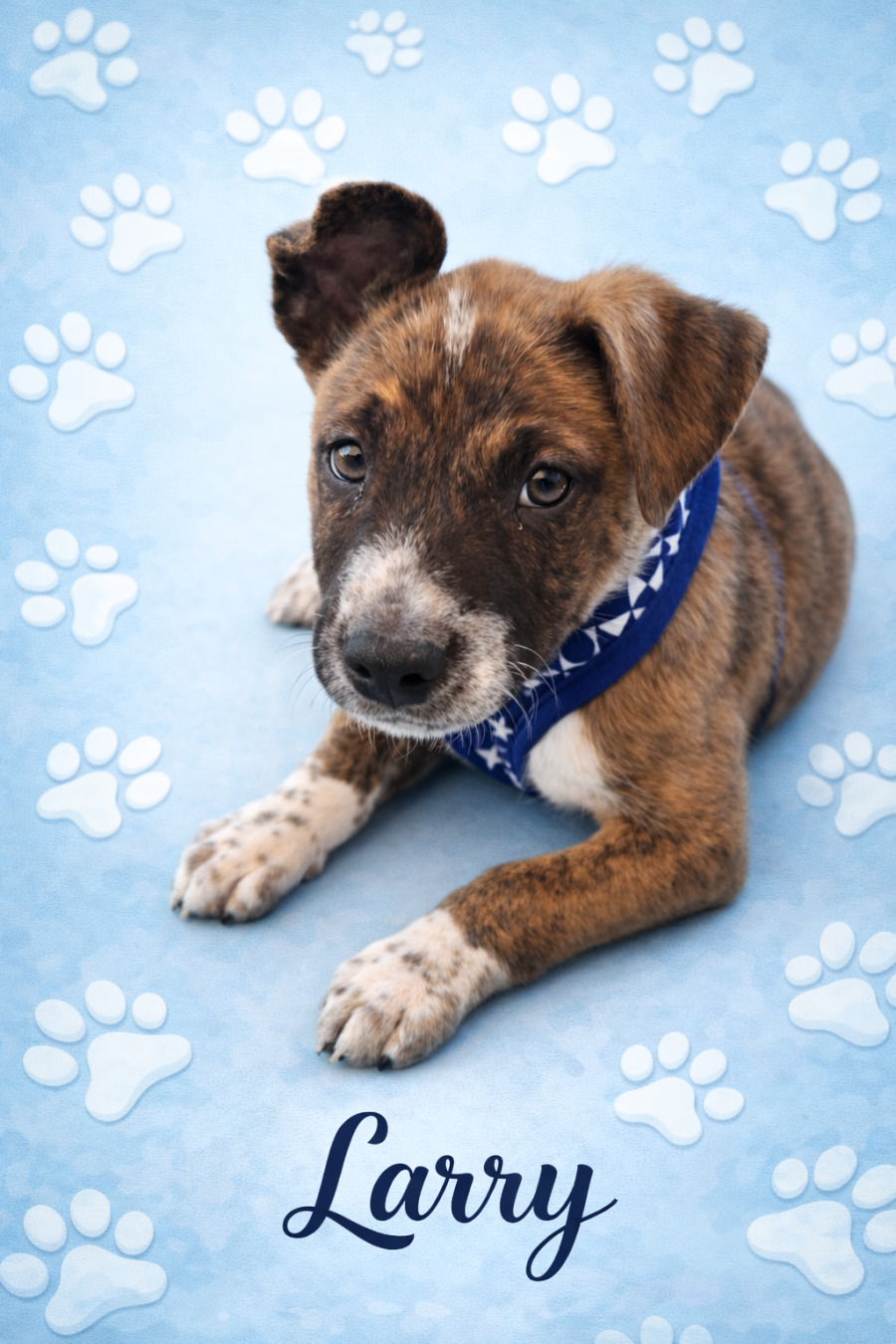 Larry - Medium Male Mixed breed Mix Dog in NSW - PetRescue