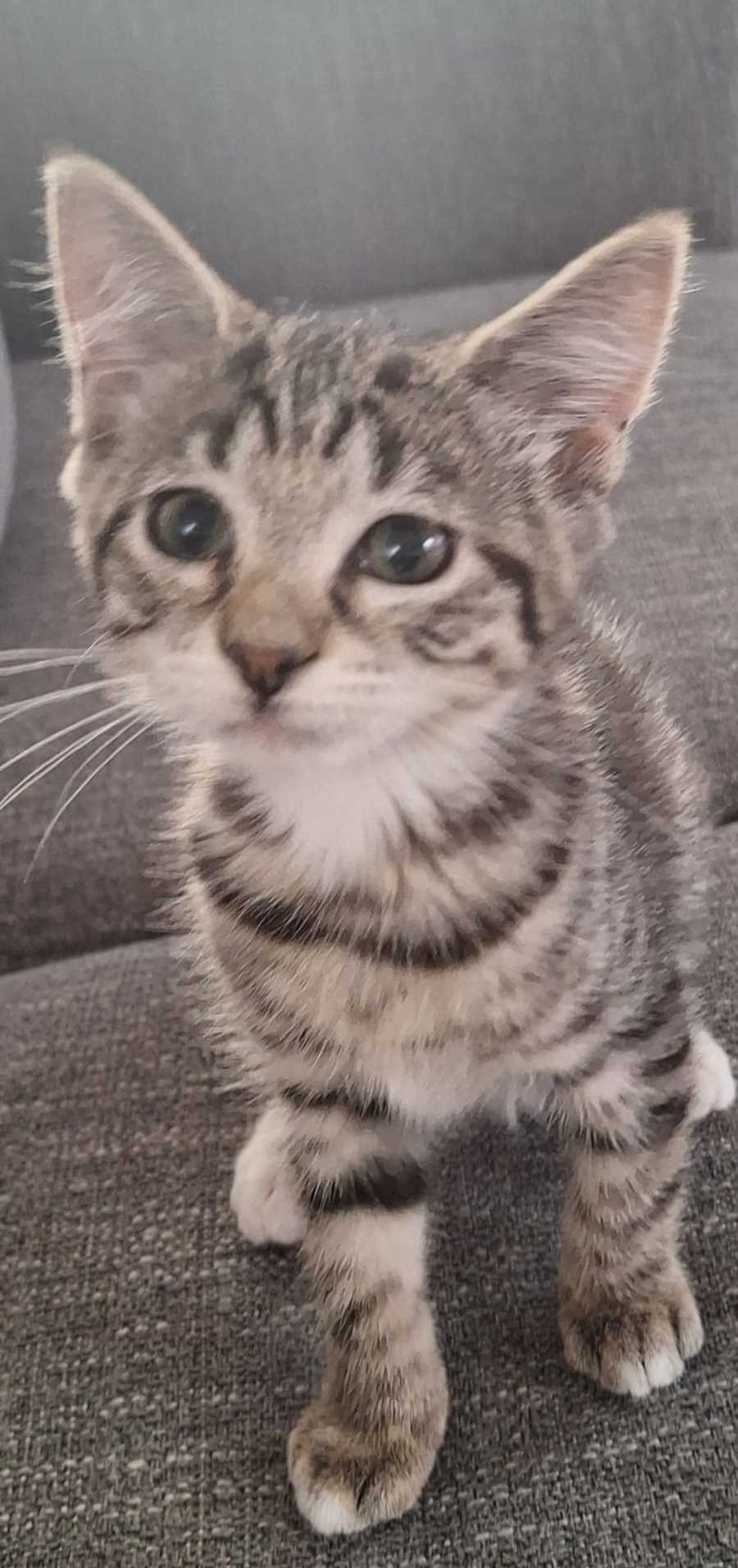 Harriet - Female Domestic Short Hair (DSH) Cat in VIC - PetRescue