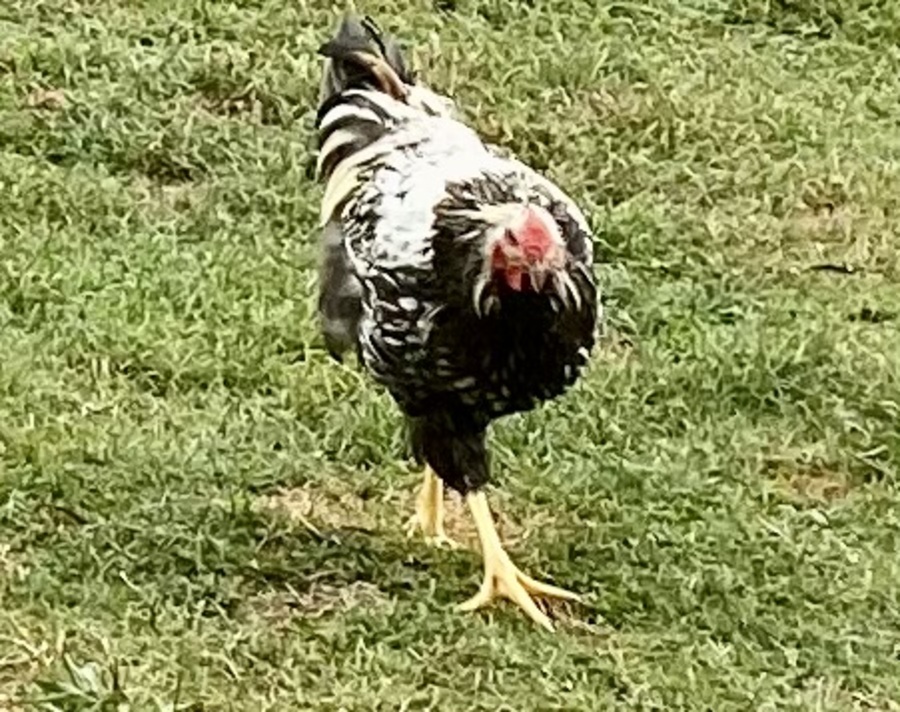 Sugar - Male Chicken in QLD - PetRescue