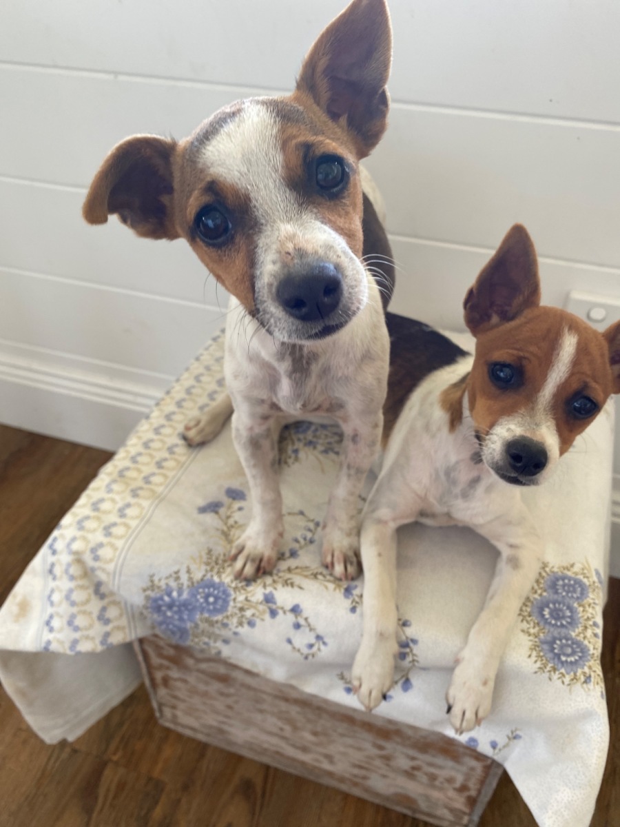 Layla - Small Female Fox Terrier (Miniature) Dog in NSW - PetRescue