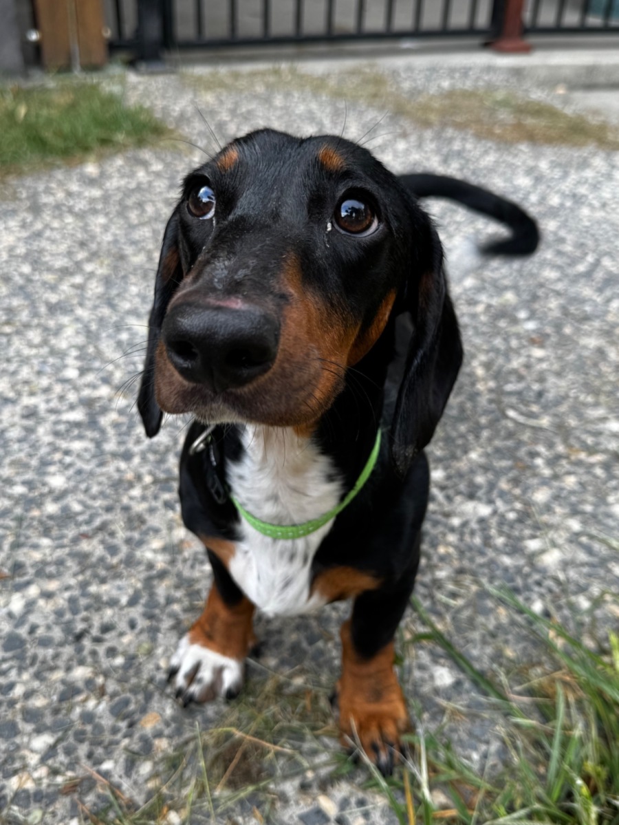 Bruce - Small Male Dachshund Dog in QLD - PetRescue